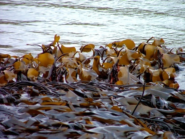 The 10 most common UK Beach foods and where to find them - Bushcraft Buddy