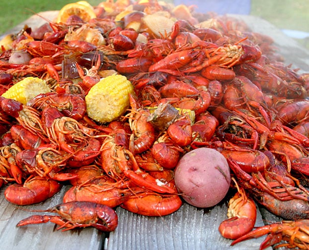 Gathering Crayfish - Bushcraft Buddy