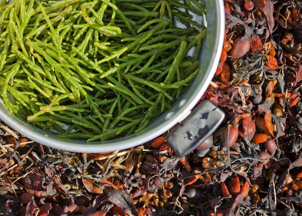 The 10 most common UK Beach foods and where to find them - Bushcraft Buddy