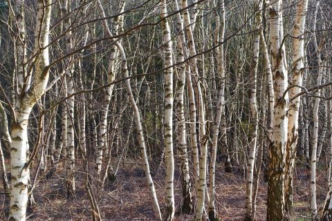 Different Tree Saps and What to Do With Them - Bushcraft Buddy