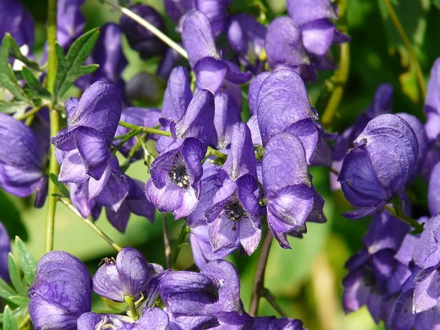 The 10 Deadliest plants in the world - Bushcraft Buddy