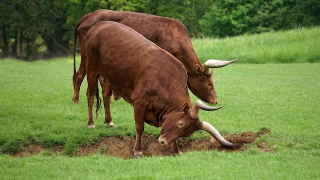 How to survive animal attacks - Bushcraft Buddy
