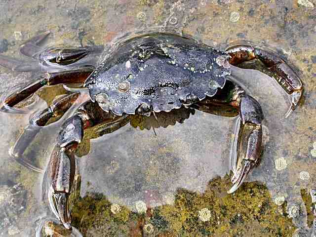 The 10 most common UK Beach foods and where to find them - Bushcraft Buddy