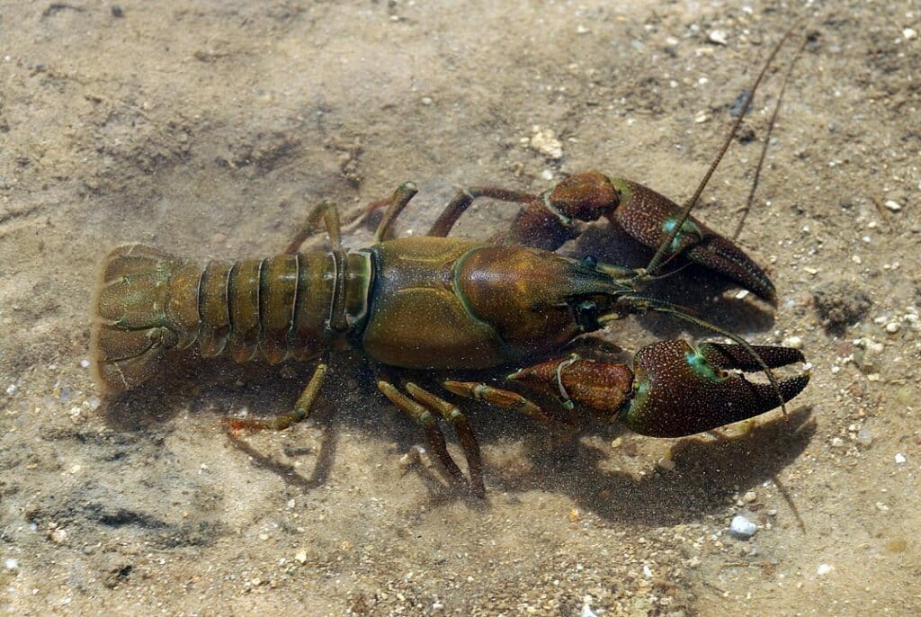 The Signal Crayfish Special - Bushcraft Buddy