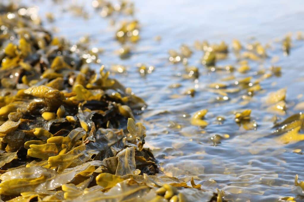 Foraging and Cooking Seaweed Around the UK - Bushcraft Buddy